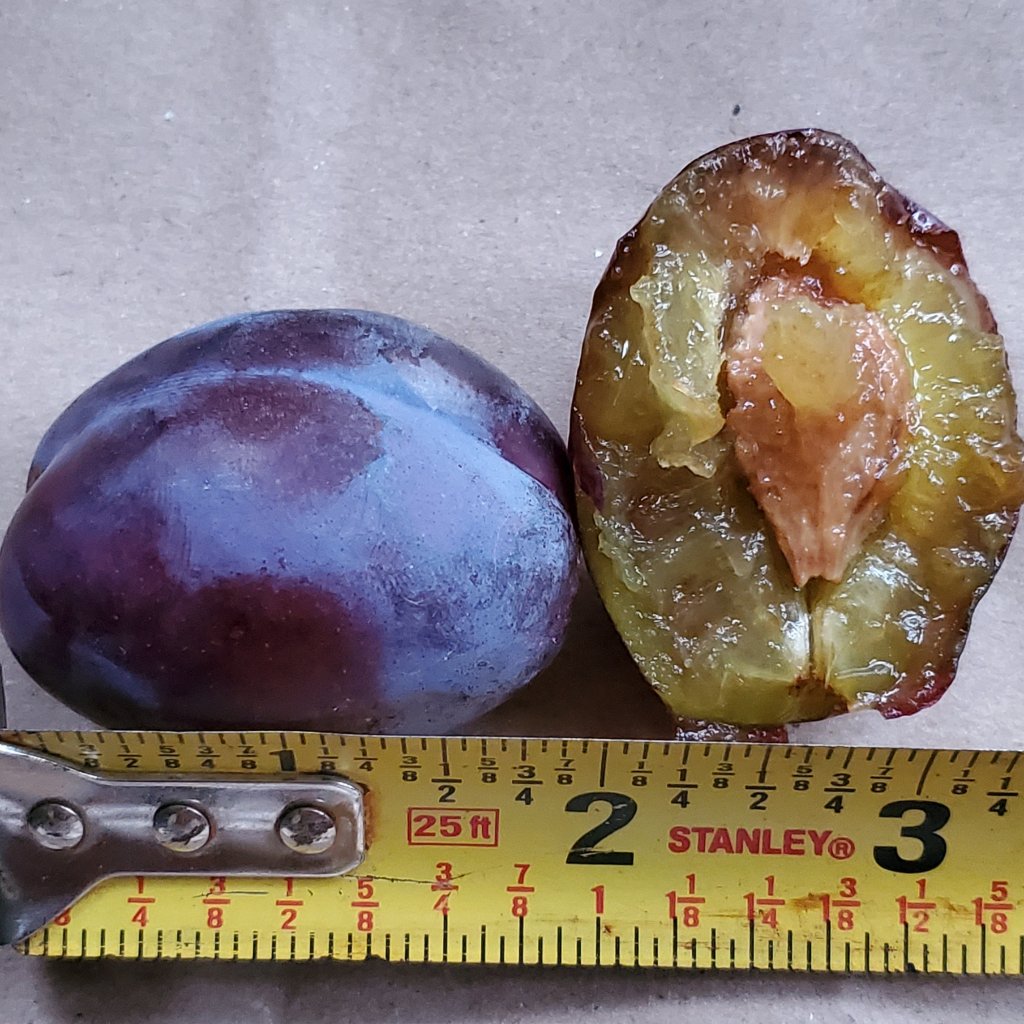 Skipley Farm – Organic upick fruit, berries and edible plant nursery ...