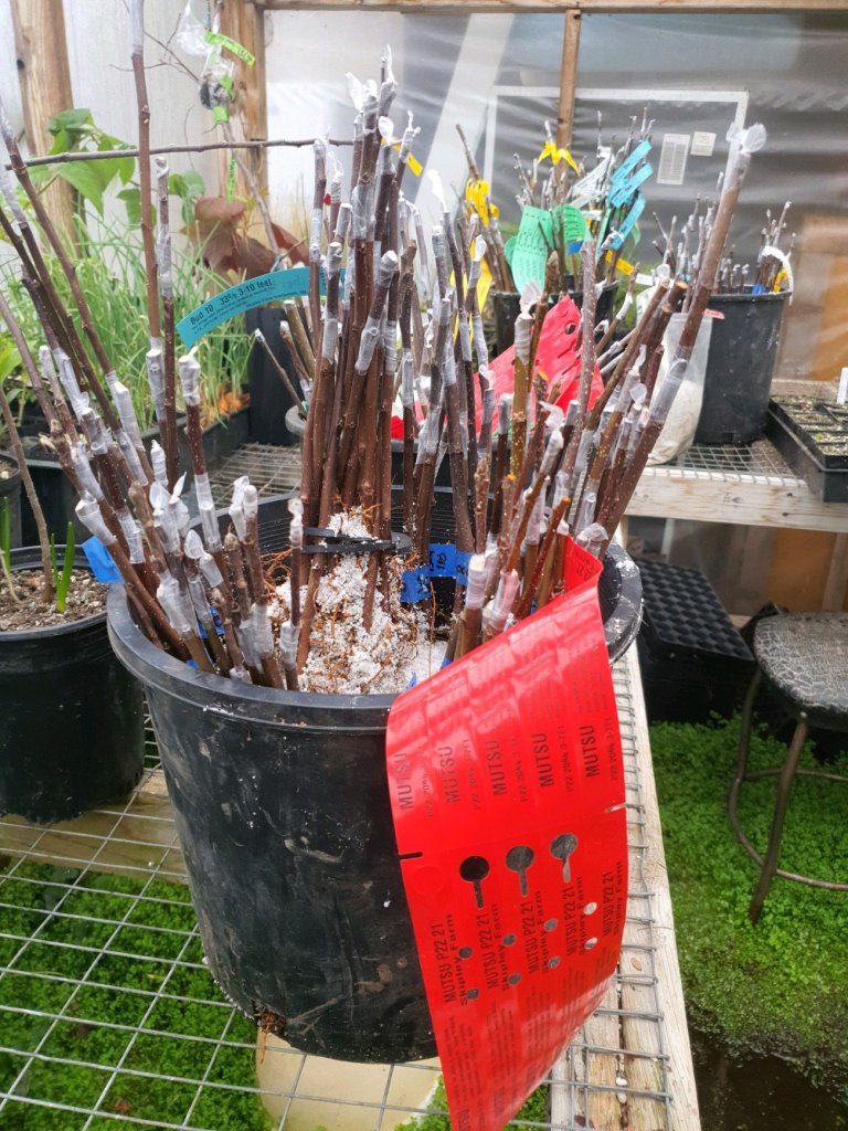 Grafted Apple Trees – Skipley Farm