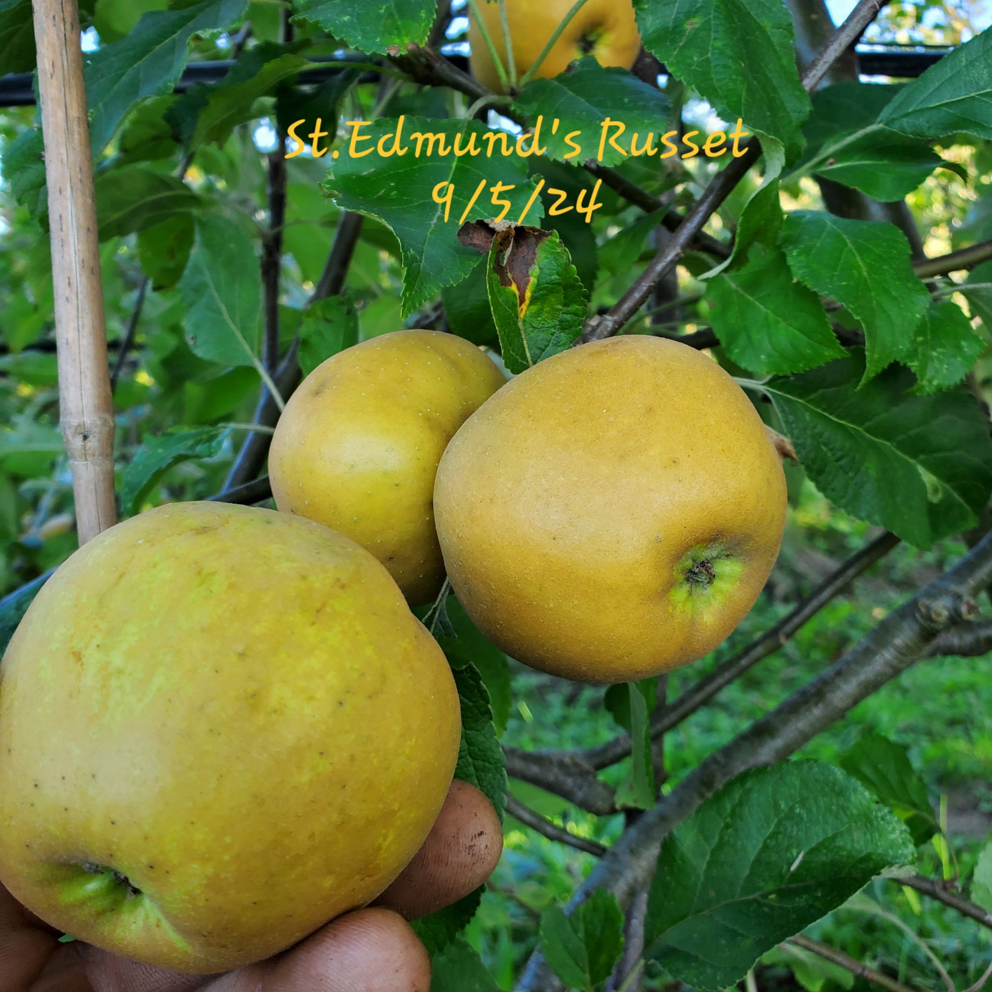 Skipley Farm – Organic upick fruit, berries and edible plant nursery ...